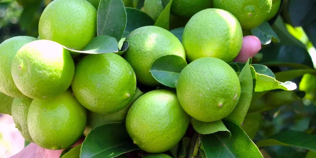 El limón: un tesoro nutricional y su impacto en la salud - CódigoTV